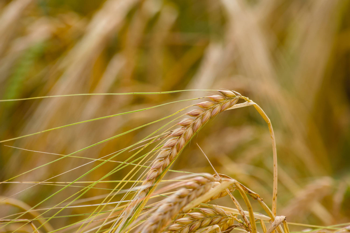 Barley: The Versatile Ancient Grain 🌾