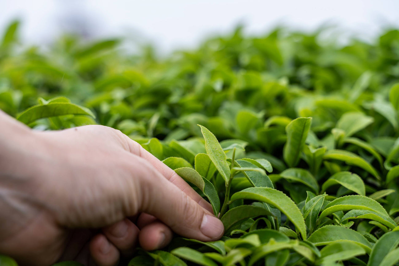 Discovering European Tea: New Horizons in Cultivation