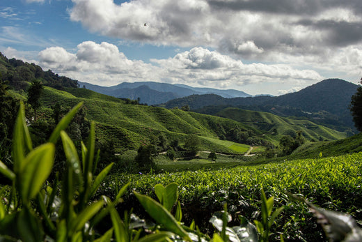 How Does Climate Affects Tea Taste