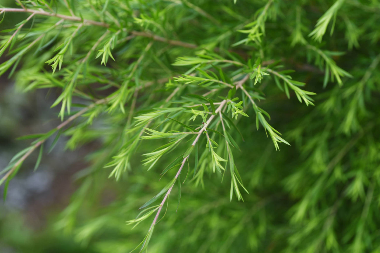 Understanding Tea Tree Oil: Benefits, History & Uses