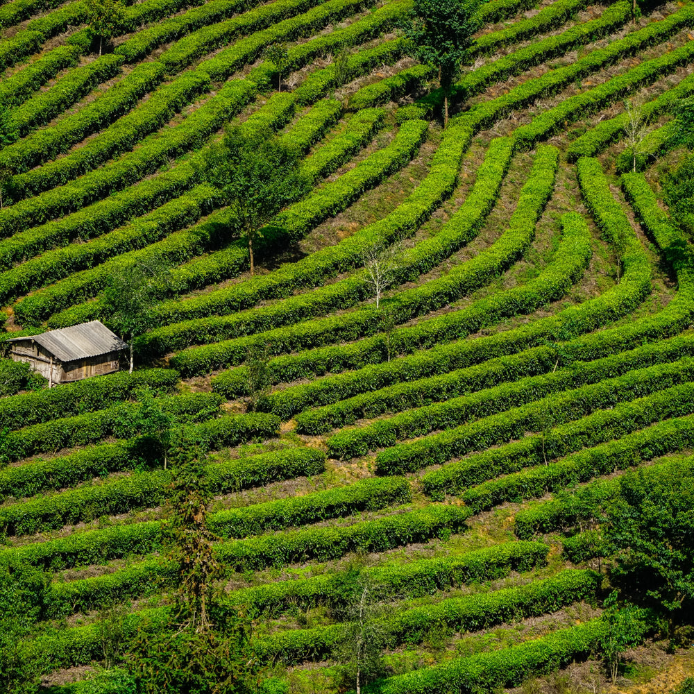 Handcrafted Dian Hong Black Tea "Yunnan Gold" from China